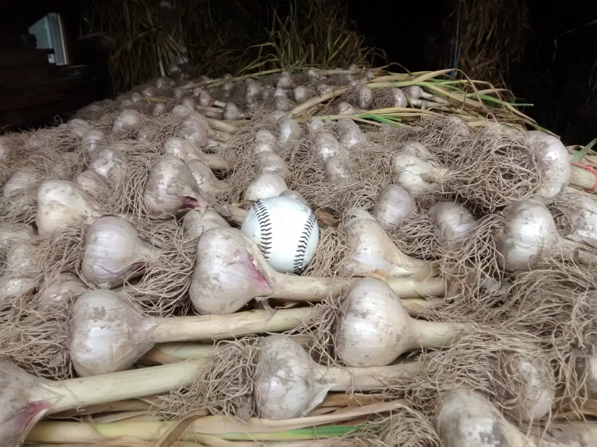 Growing Garlic - Tips and Tricks for Planting Garlic
